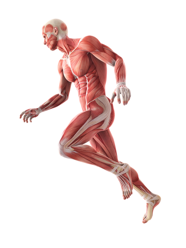 Mendip Chiropractic offer specialist muscle testing in Somerset